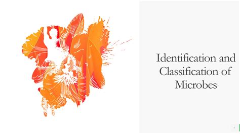 Solution Identification And Classification Of Microbes Studypool