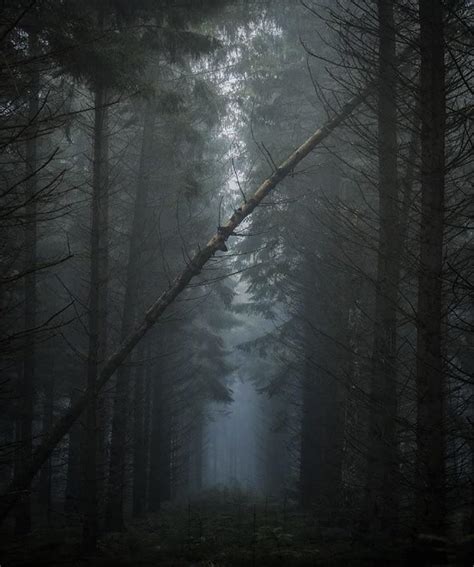 Photo By Inge Uiterwijk Rdarknaturalism