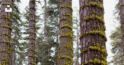 Tree Trunks Photo Free Tree Image On Unsplash
