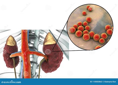 Bacteria Enterococcus Illustration Royalty Free Cartoon