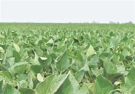 Oilseeds Retooled For Biofuel The Western Producer