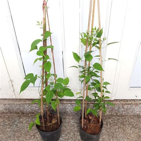 Combo 2 CÂy GiỐng Hoa RẠng ĐÔng ChÙm Ớt 50cm Công Ty Hạt Giống Sạch