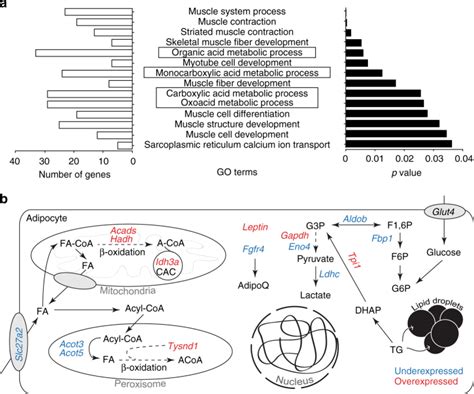 Ancestral Perinatal Obesogen Exposure Results In A Transgenerational Thrifty Phenotype In Mice Pmc