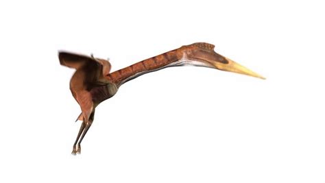 Quetzalcoatlus Images Et Vidéos Libres De Droits Adobe Stock