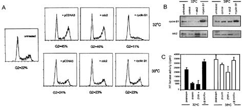 Figure 4 From P 53 Regulates A G 2 Checkpoint Through Cyclin B 1 Cell