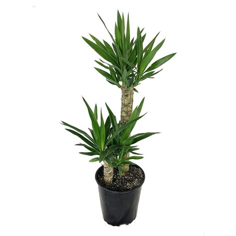 Yucca Tree My Green Leaf Buy Indoor And Outdoor Plants Online In Abu