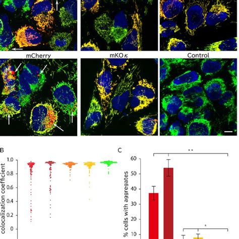 Scheme Of A Mitochondria Targeted Fluorescent Protein Expression Download Scientific Diagram