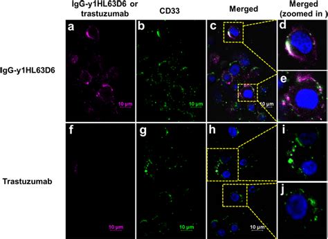 Surface Staining Of Hl 60 Using Igg Y1hl63d6 Hl 60 Cells Were Stained