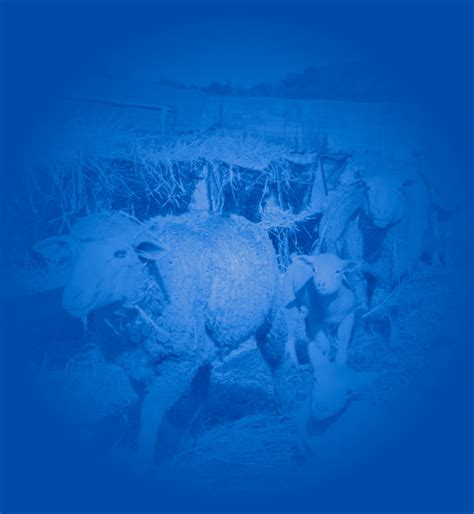 Pododermatitis Infecciosa Ovina Un Grave Problema En La Explotación