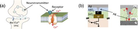 Analogy Between Epsc In Biological Synapses And The Diffusive Ag
