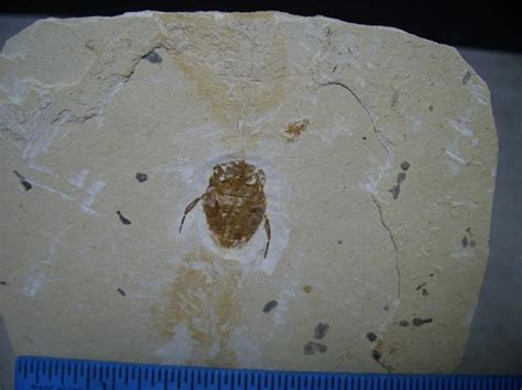 Fossilized Water Bug In Matrix 091016h The Stones And Bones Collection