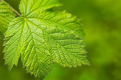 Vibrant Green Leaf With Highlighted Veins Minimalist Background For