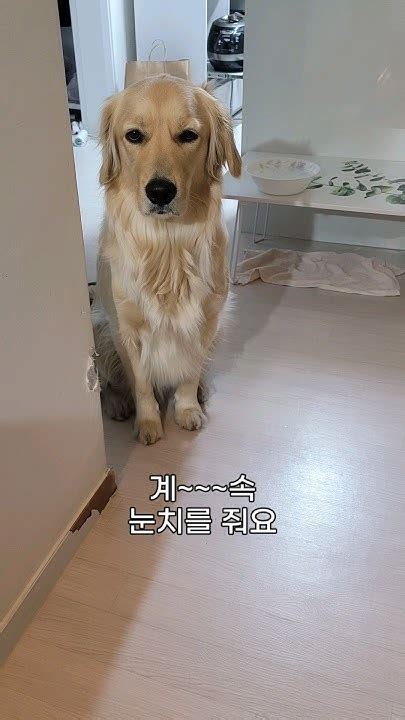 눈치는 보이지만 보지 않는 골댕이 골든리트리버 Shorts Youtube