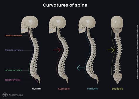 Spine Encyclopedia Anatomy App Learn Anatomy 3d Models Articles And Quizzes