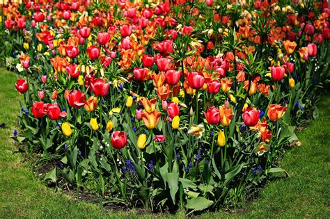 튤립 밭 초여름 Pixabay의 무료 사진 Pixabay