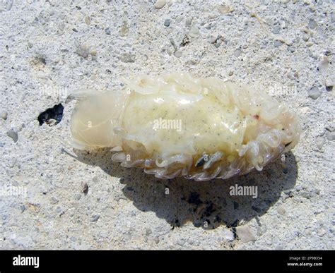 Anilocra Physodes Isopoda Cymothoidae Cymothoids Are Ectoparasitic