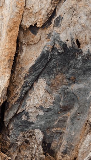 Tree Borers How To Identify Tree Borers Davey Tree