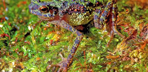 Rainbow Toad Reappears After 87 Years
