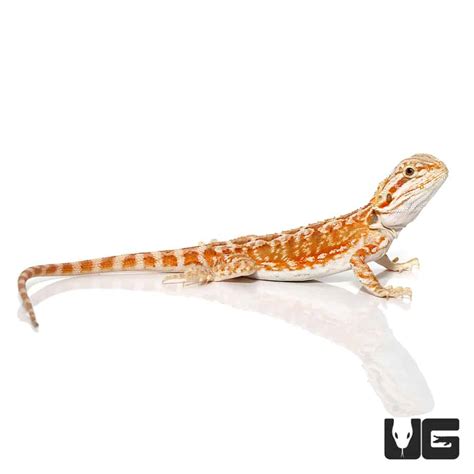 Baby Hypo Inferno Leatherback Bearded Dragons Pogona Vitticeps For