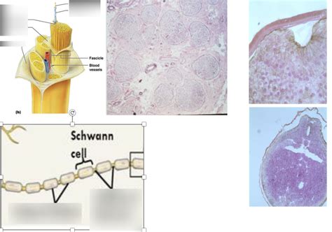 Nerve Structure Diagram Quizlet