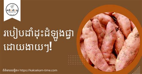របៀបដាំដំឡូងជ្វានិងការថែទាំ នាទីកសិកម្ម Kaksekam Time