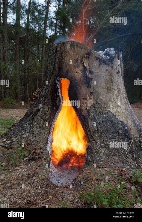 Hollow Pine Tree Stump That Is On Fire Stock Photo Alamy