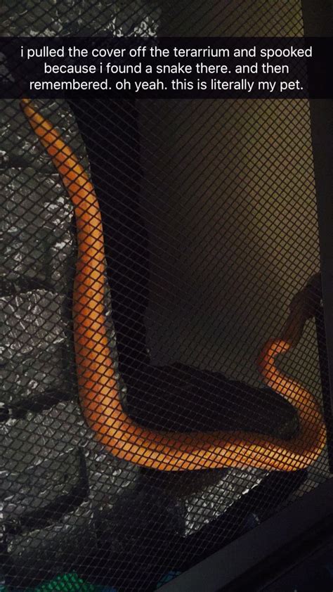 Ball Python Memes