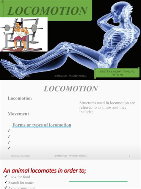 S3 Locomotion Pdf Vertebra Vertebral Column
