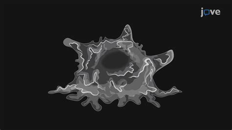 Quantification Of Membrane Ruffle Formation Using Scanning Electron