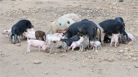 Peste Suina Africana Confagri Sardegna Passo Importante Revisione Ue Su Embargo Carni Ora