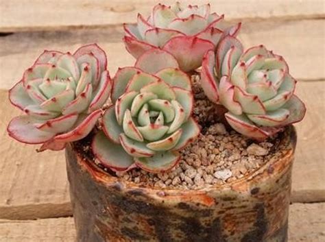 石莲花栽培指南如何成功种植石莲花 花植网