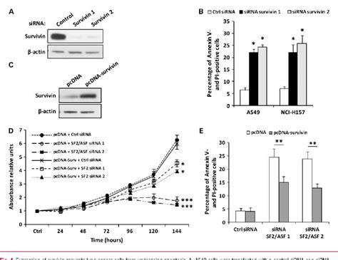 Figure 4 From Clinical Cancer Esearch An Cancer Biology Oncoprotein Sf