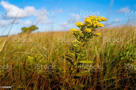 Solidago 또는 황금막대 꽃 머리와 식물 가을에 케이프 코드의 잔디 초원에 있는 노란 별표또는 아스터 꽃잎 0명에 대한