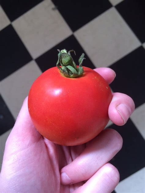 Tomato Boondie Seeds