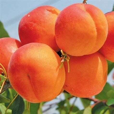 Купить Абрикос Киото летний Цена, фото, описание, отзывы. Курьерская ...