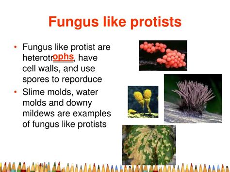 Ppt Exploring Protists Classification And Characteristics Powerpoint