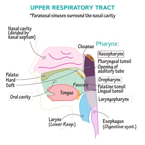 Airway Anatomy