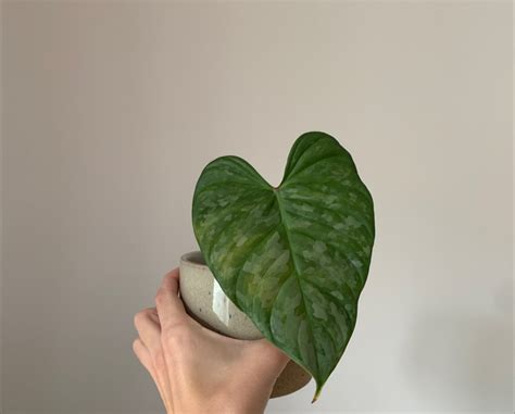 How Much Sunlight For Your Philodendron Majestic