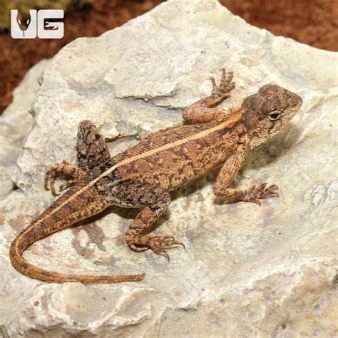 Other Lizards For Sale Underground Reptiles