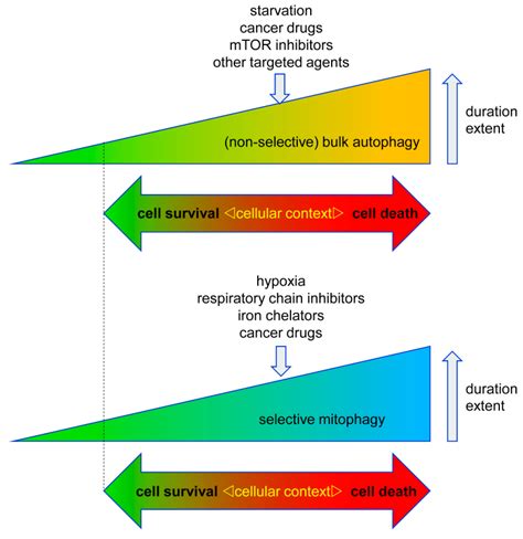 Autophagy In Cancer Cell Death Encyclopedia Mdpi