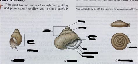 Phylum Mollusca Class Gastropoda Snail Structure Diagram Quizlet