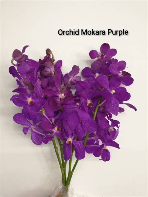 Orchid Mokara Purple Floralife Sdn Bhd