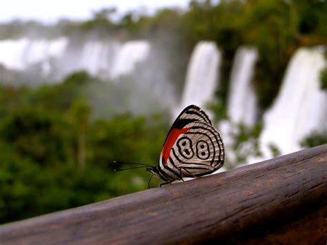 Butterflies Are Most Diverse In Misiones Jungle At Iguazu Falls
