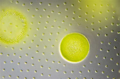 Young Volvox Sp Green Algae Colony Nikon Small World