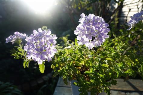 谷渡りの木屋久島ケイビランなど 絵好き花好き