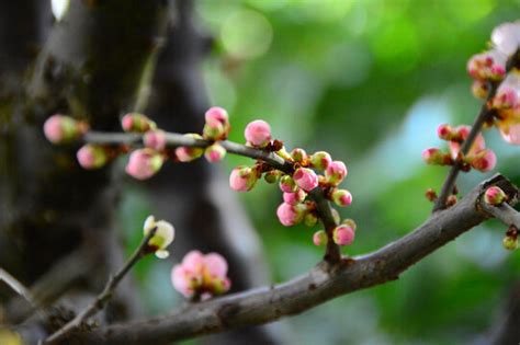 梅花盆景图片素材 梅花盆景设计素材 梅花盆景摄影作品 梅花盆景源文件下载 梅花盆景图片素材下载 梅花盆景背景素材 梅花盆景模板下载 搜索中心