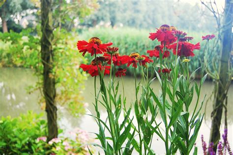 Pin By Marion Pieterse On Buroblad Achtergronden Plants