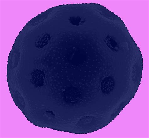 Multi Colored Pollen Grains On Behance