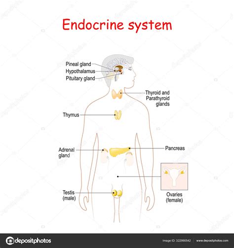 Endocrine Glands Human Silhouette With Highlighted Internal Org Stock