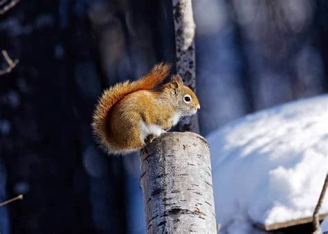 Do Squirrels Hibernate How All Types Handle Winter GudGear